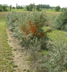 Introduction to Sea Buckthorn | onspecialtycrops