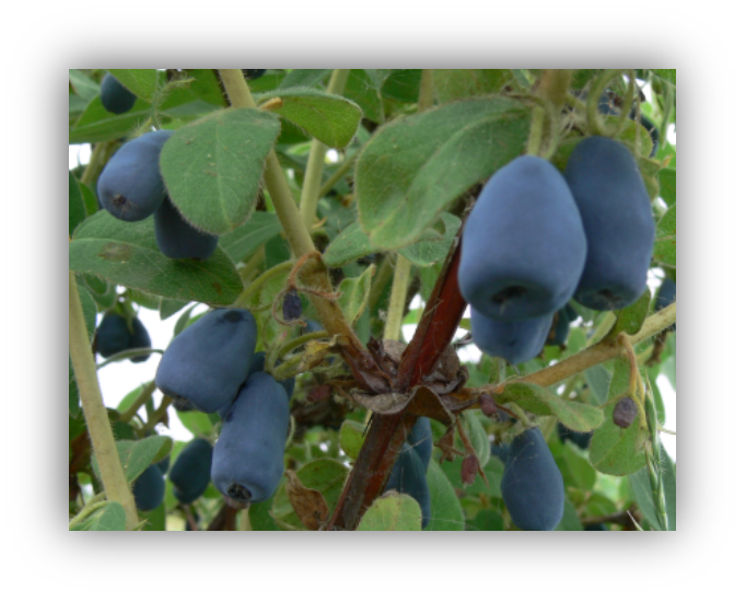 Canadian Haskap Symposium – Oct 20 and 27, 2021 | onspecialtycrops