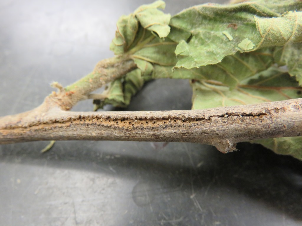 Hazelnut Pest Report – June 24, 2021 | onspecialtycrops