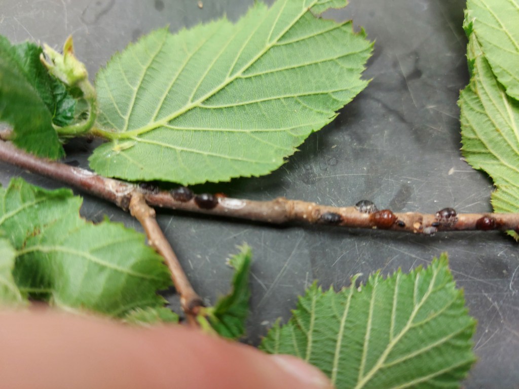 Hazelnut Pest Report – June 24, 2021 | onspecialtycrops
