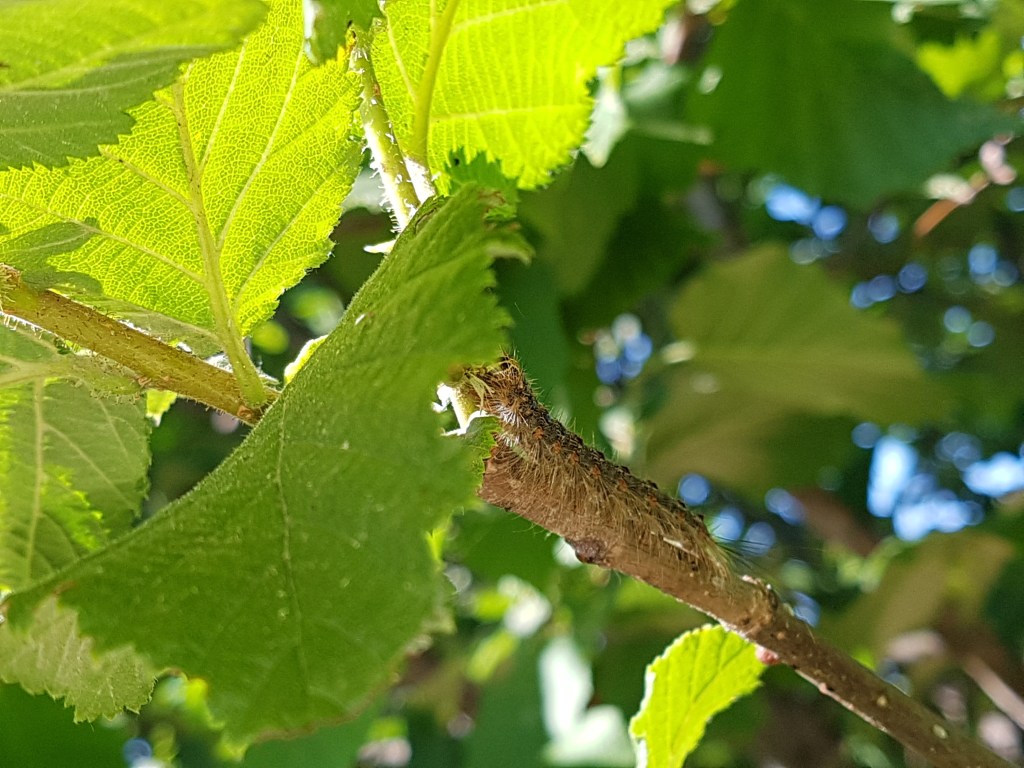 Hazelnut Pest Report – June 24, 2021 | onspecialtycrops