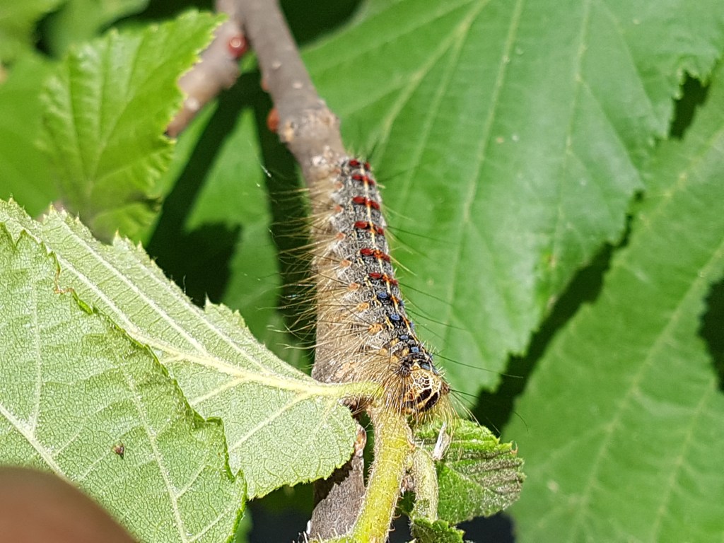 Hazelnut Pest Report – June 24, 2021 | onspecialtycrops