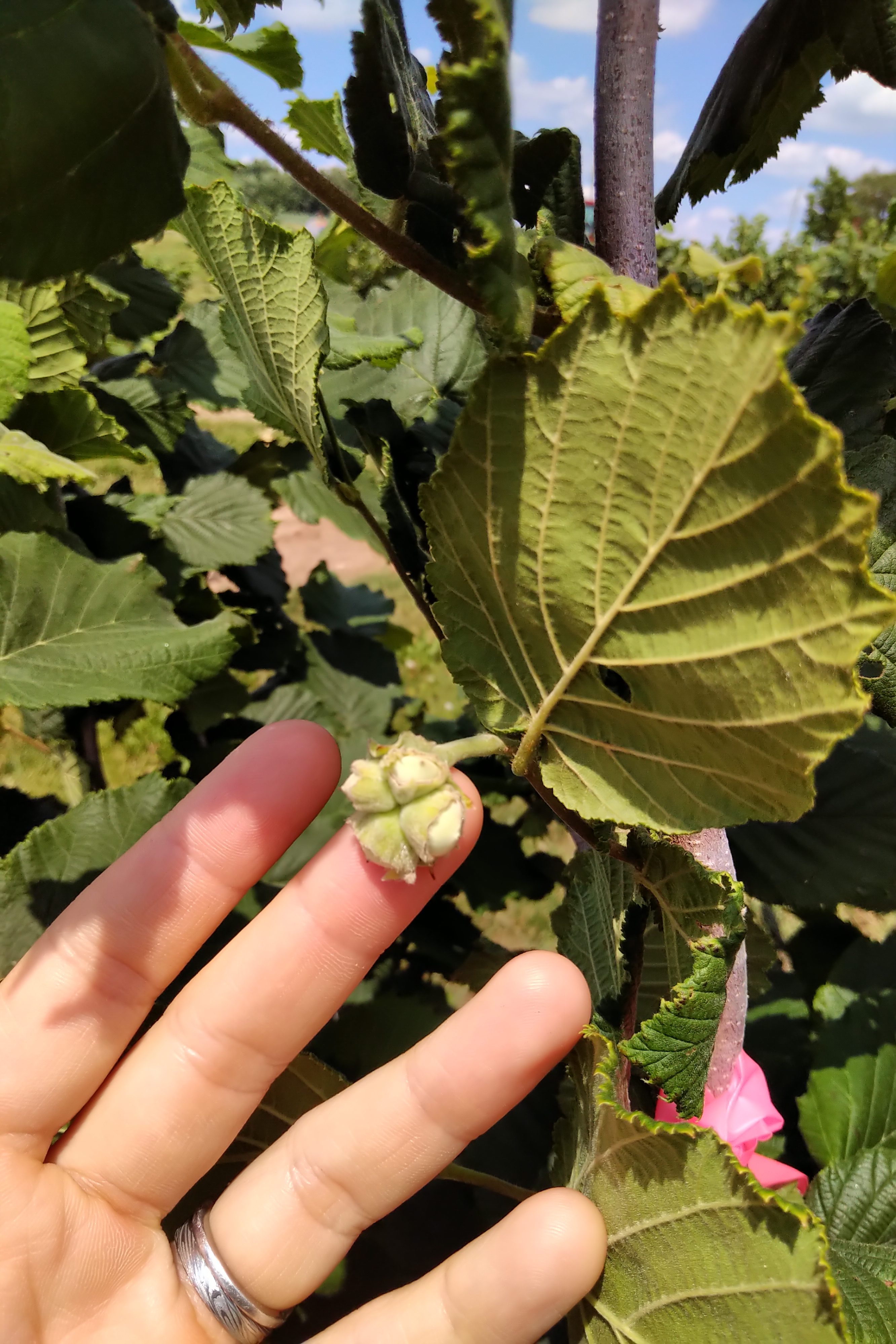 June 29, 2021 Ontario Hazelnut Crop Update | onspecialtycrops