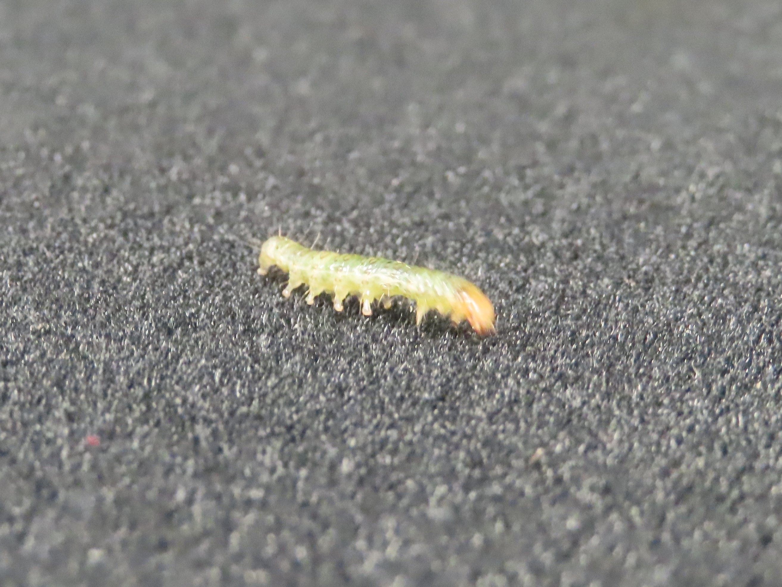 Ginseng Crop Update – Emerging Insects – May 24, 2024 | onspecialtycrops