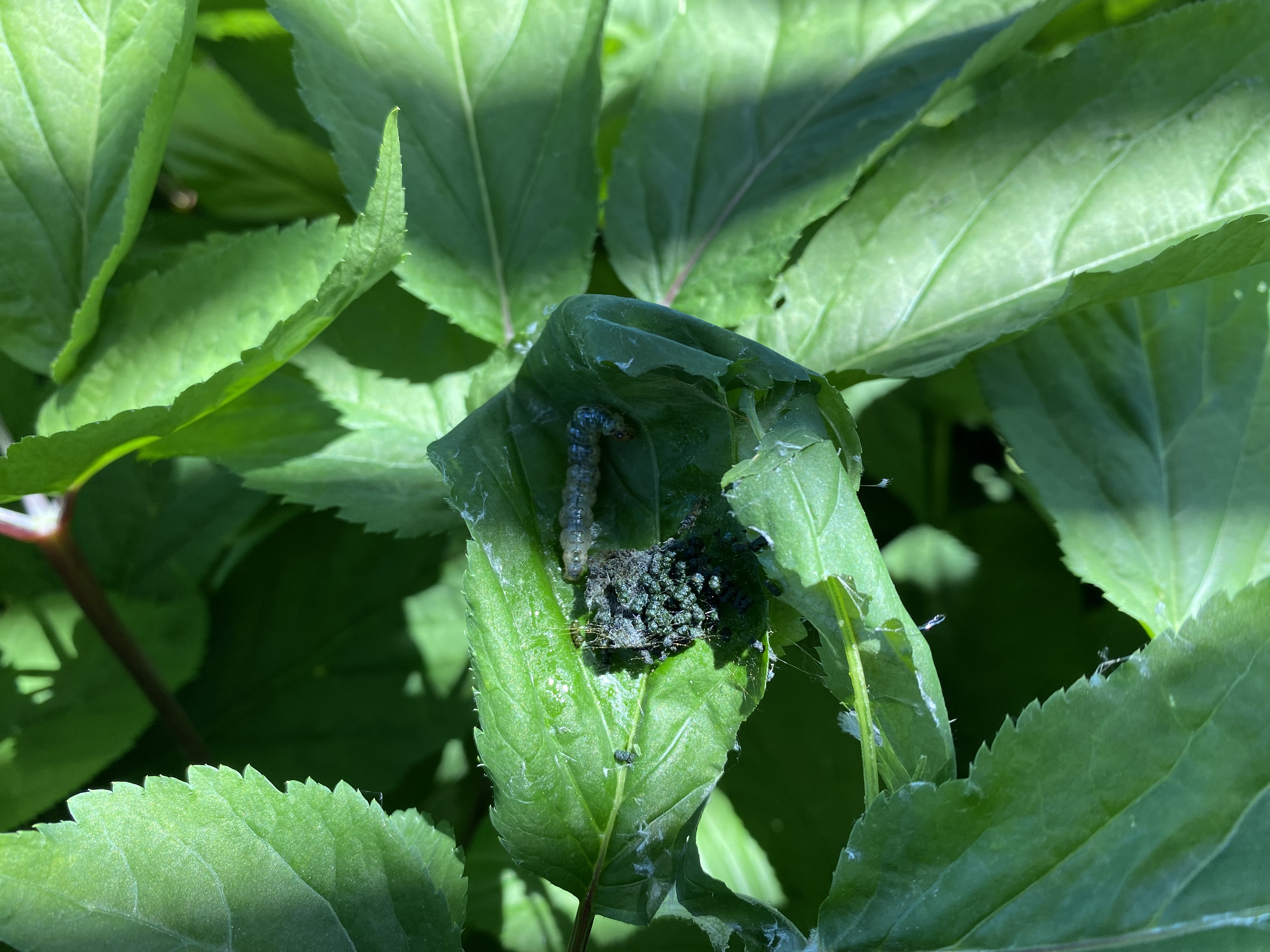 Ginseng Crop Update – Leaf Folders and Diseases – June 14, 2024 ...